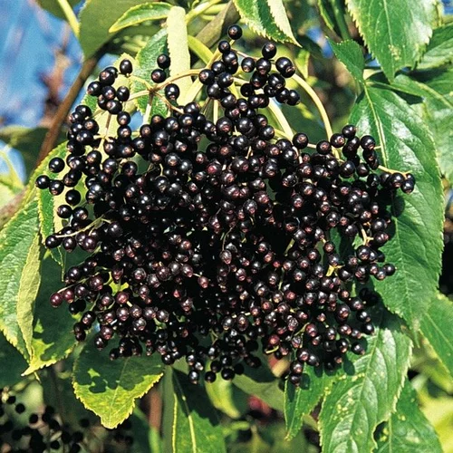 Small Fruits & Berries — Sunnyside Nursery