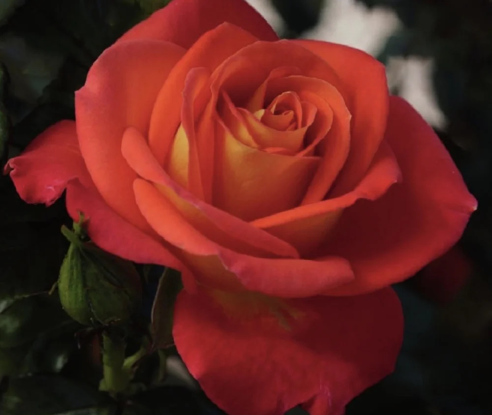 Floribunda Roses — Sunnyside Nursery