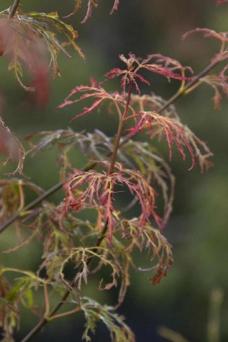 Lace-Leaf Japanese Maples — Sunnyside Nursery