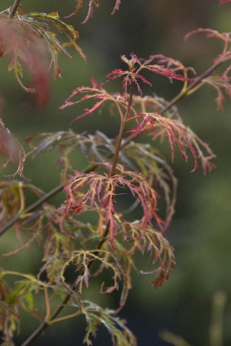 Lace-Leaf Japanese Maples — Sunnyside Nursery