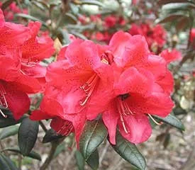 Red Rhododendrons — Sunnyside Nursery