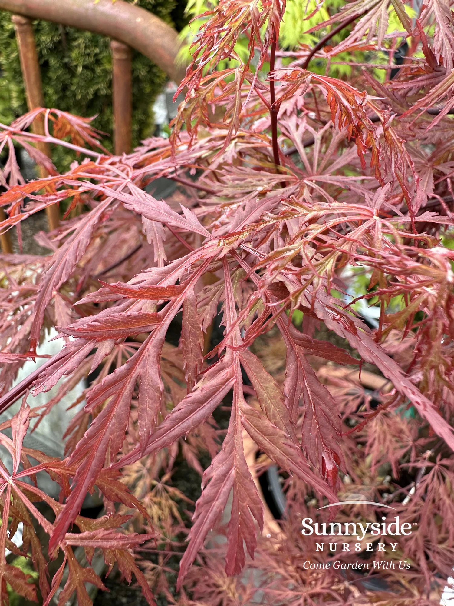 Lace-Leaf Japanese Maples — Sunnyside Nursery