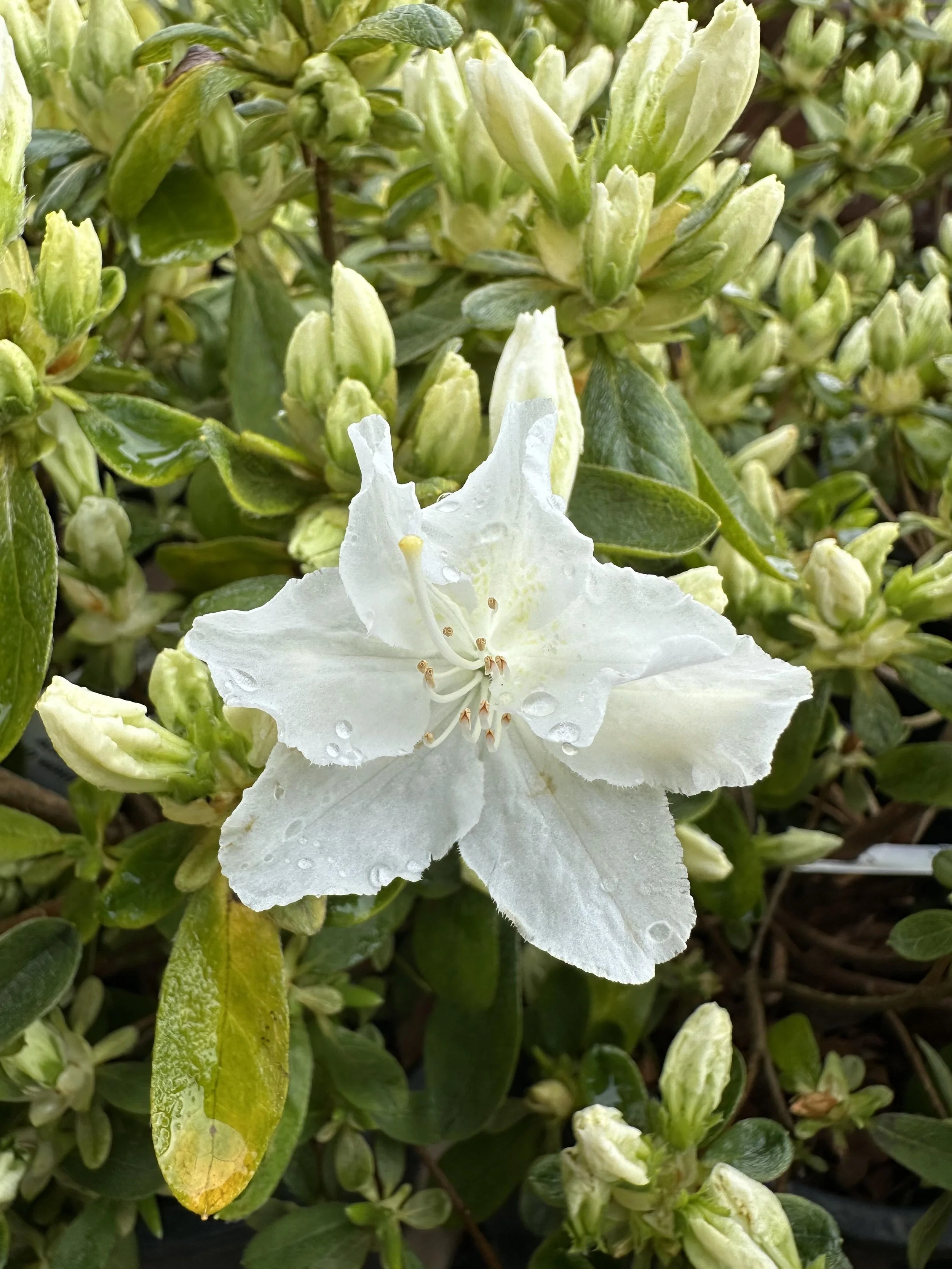 Evergreen Azaleas — Sunnyside Nursery