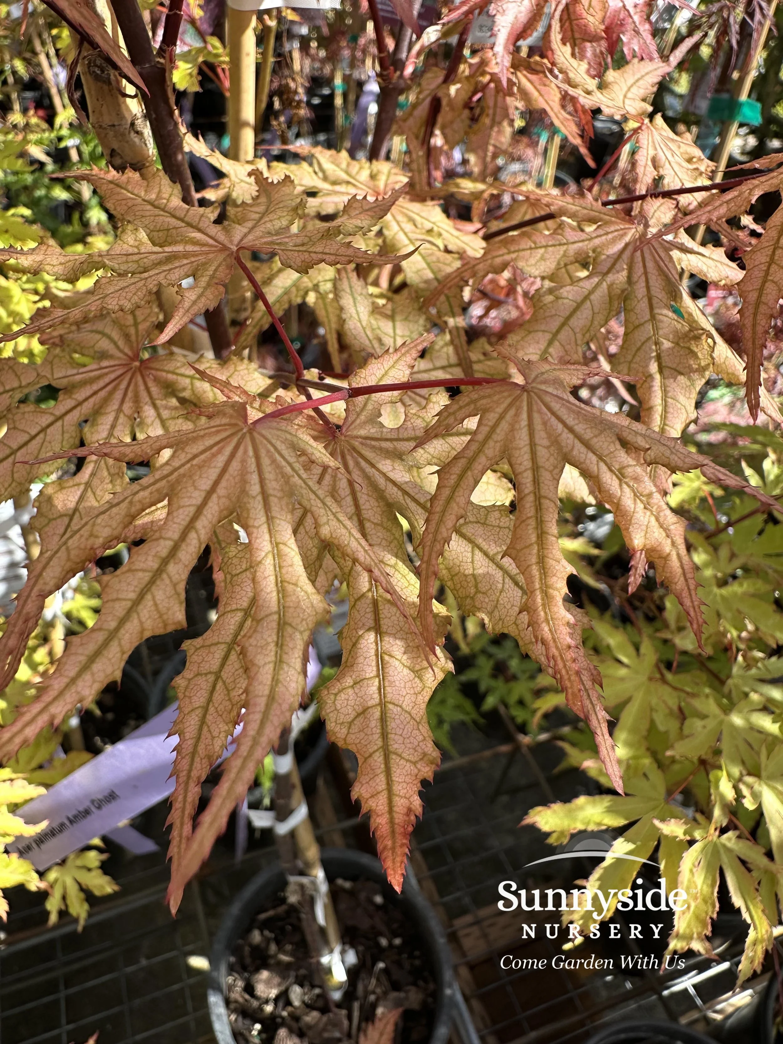 Japanese Maples Under 10 Feet A-M — Sunnyside Nursery