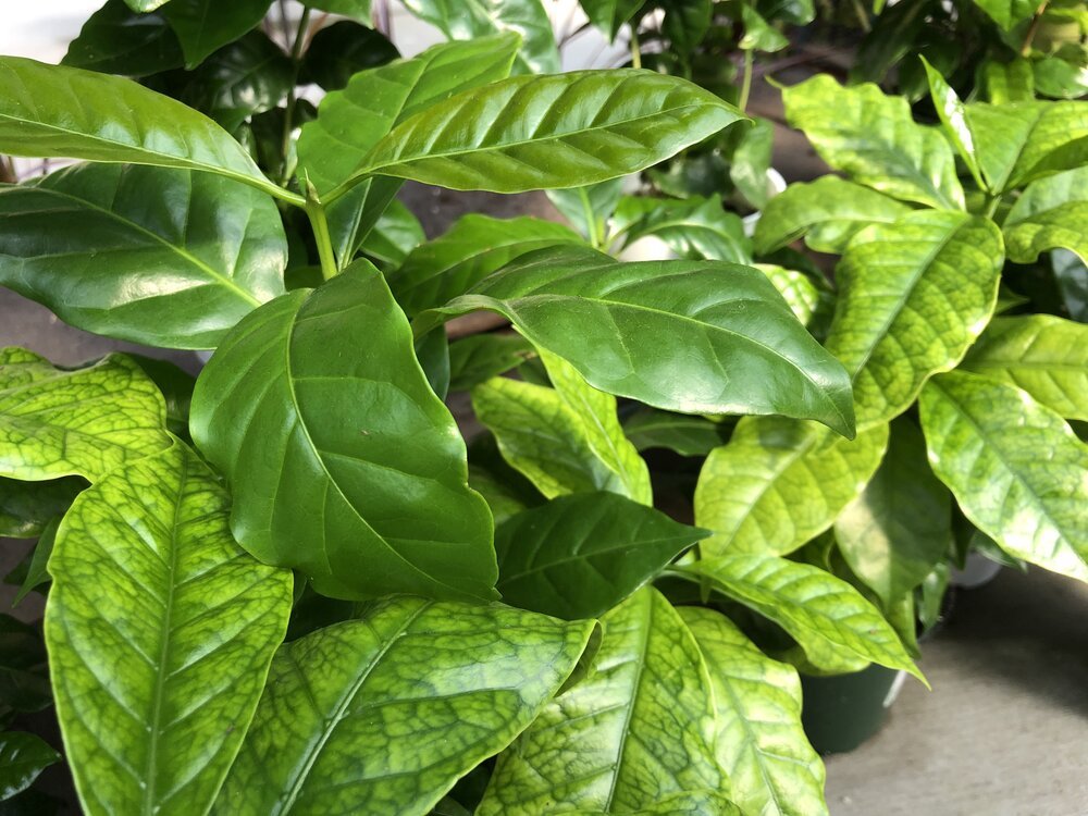 Medium Light Houseplants — Sunnyside Nursery