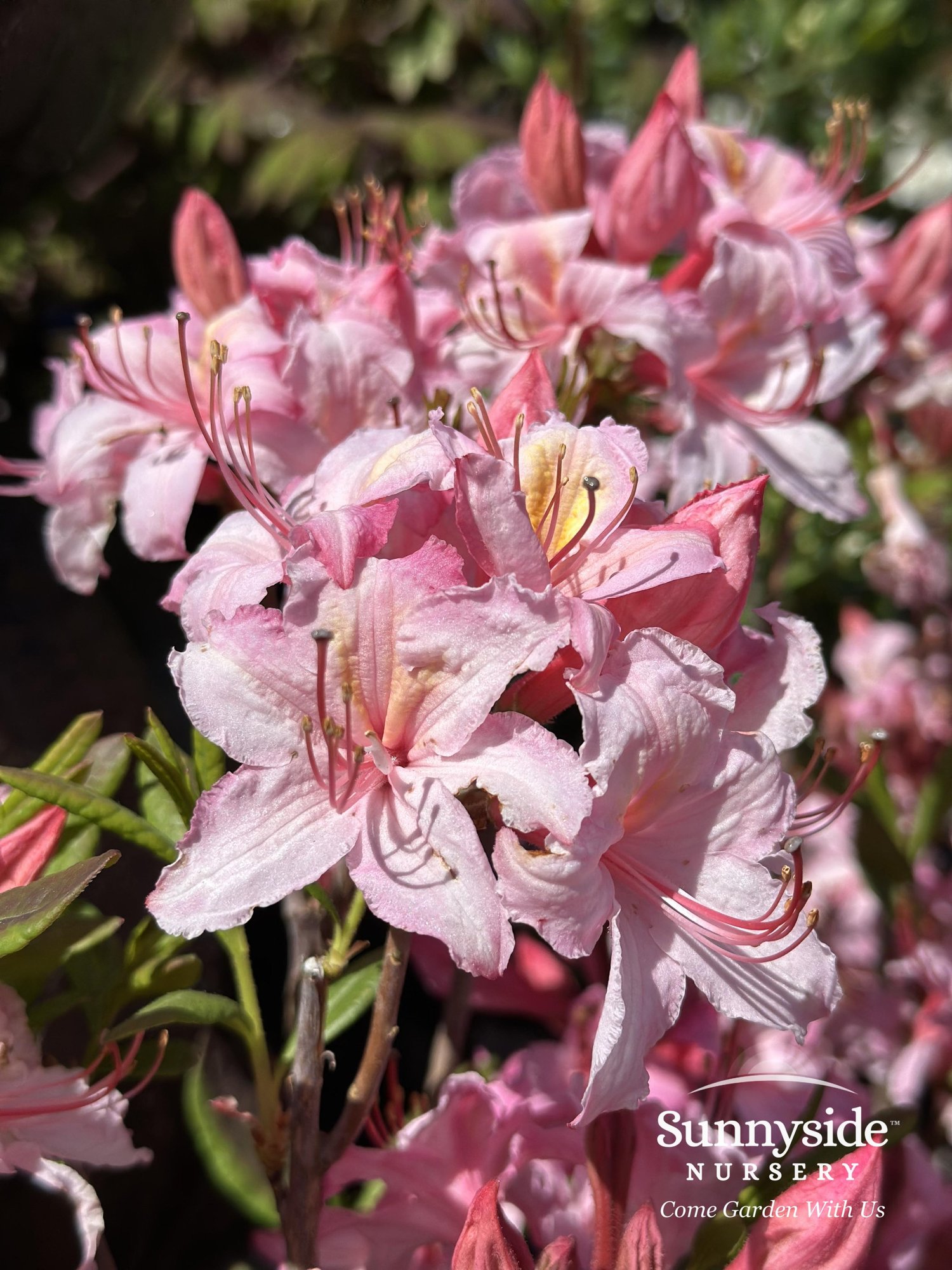 Pink Deciduous Azaleas — Sunnyside Nursery