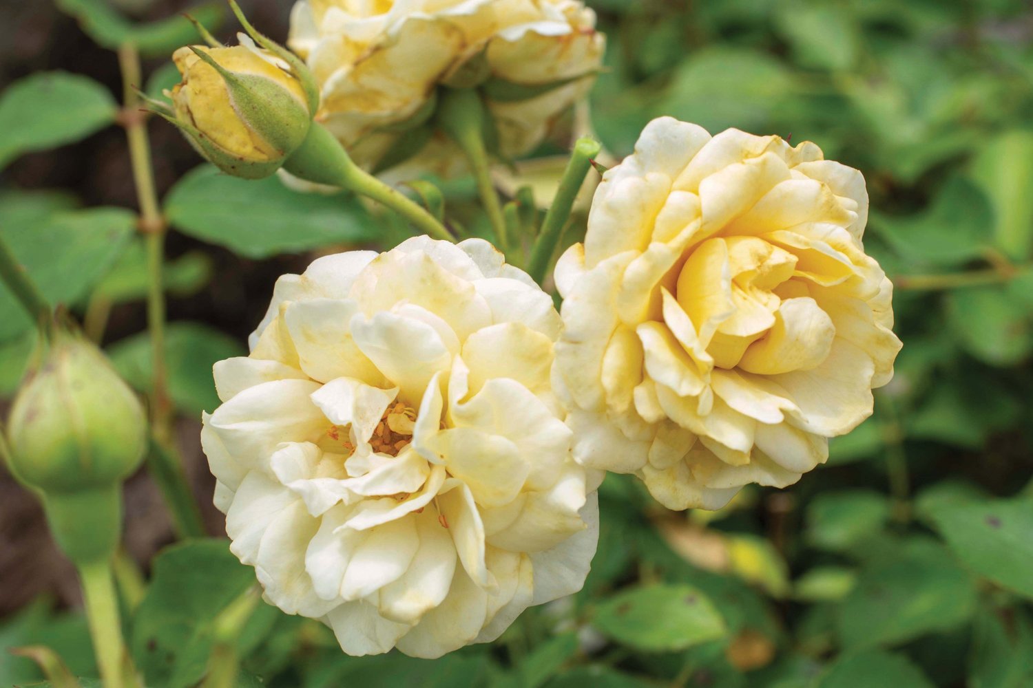 Shrub Roses — Sunnyside Nursery