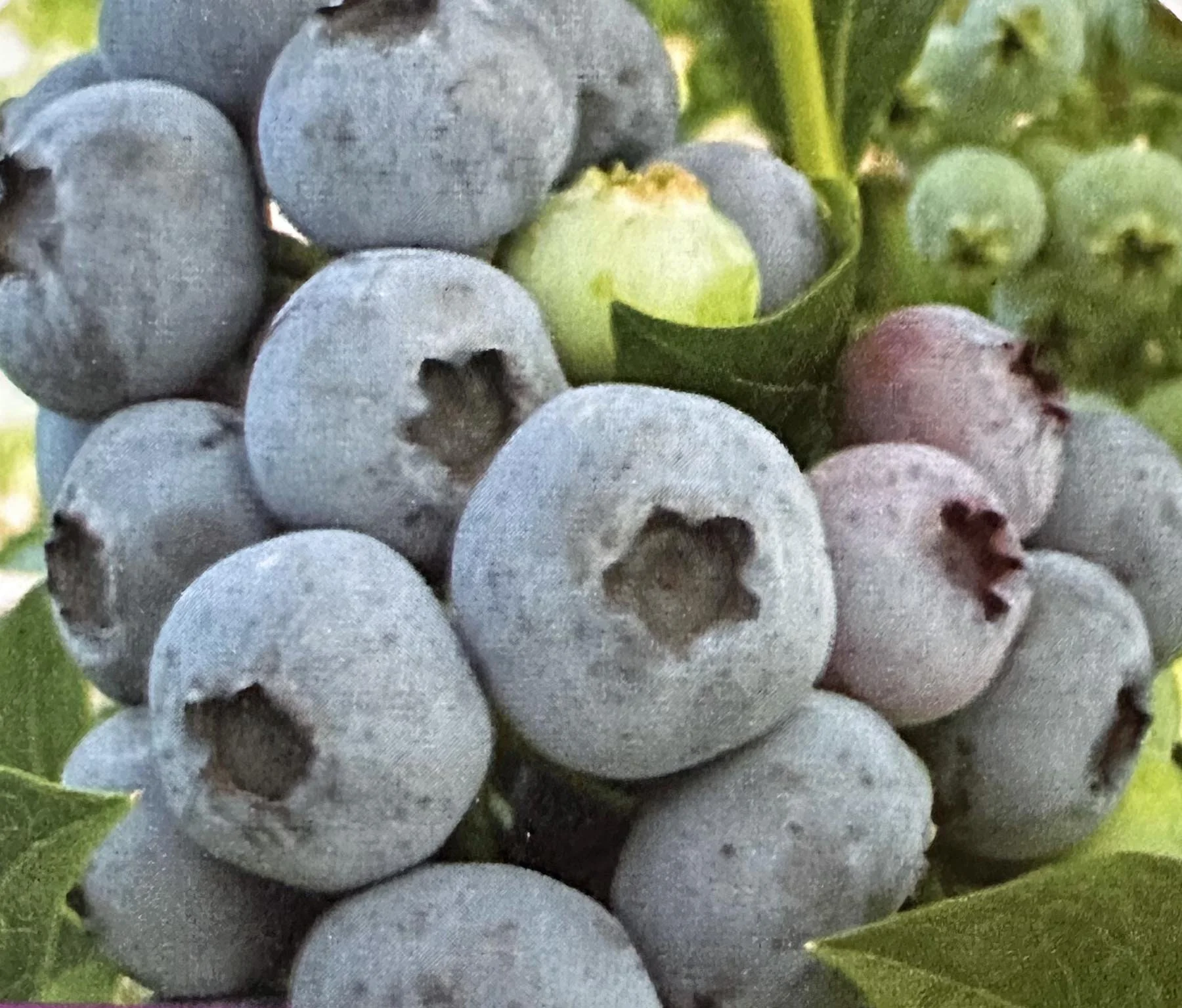 Blueberries — Sunnyside Nursery