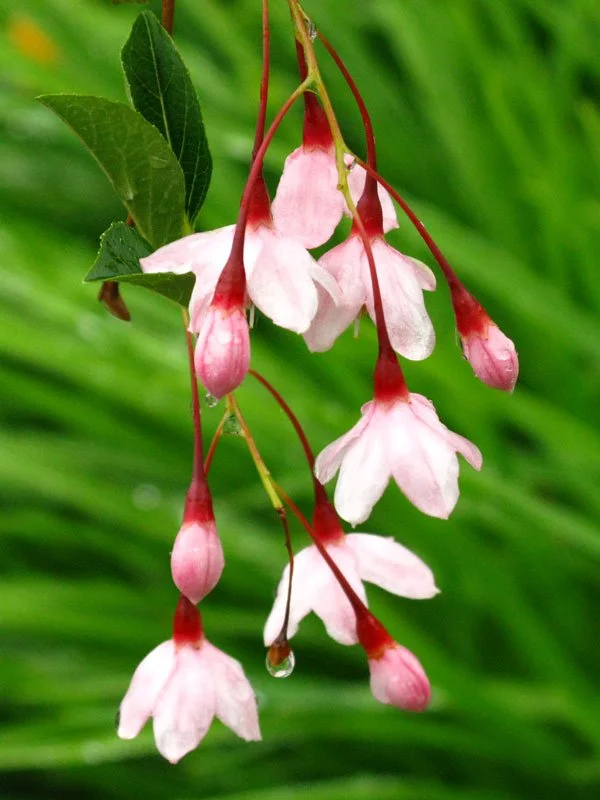 Japanese Snowbell Trees — Sunnyside Nursery