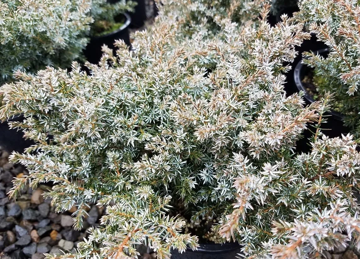 Juniperus — Sunnyside Nursery