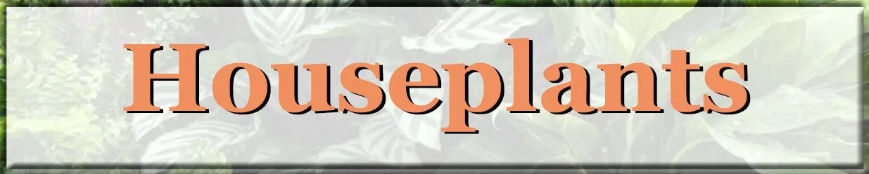 Info Hub — Sunnyside Nursery