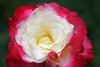 Hybrid Tea Roses — Sunnyside Nursery
