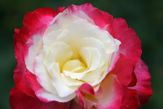 Hybrid Tea Roses — Sunnyside Nursery