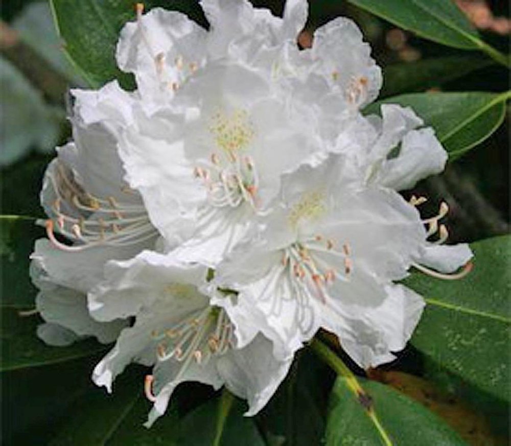 White Rhododendrons — Sunnyside Nursery
