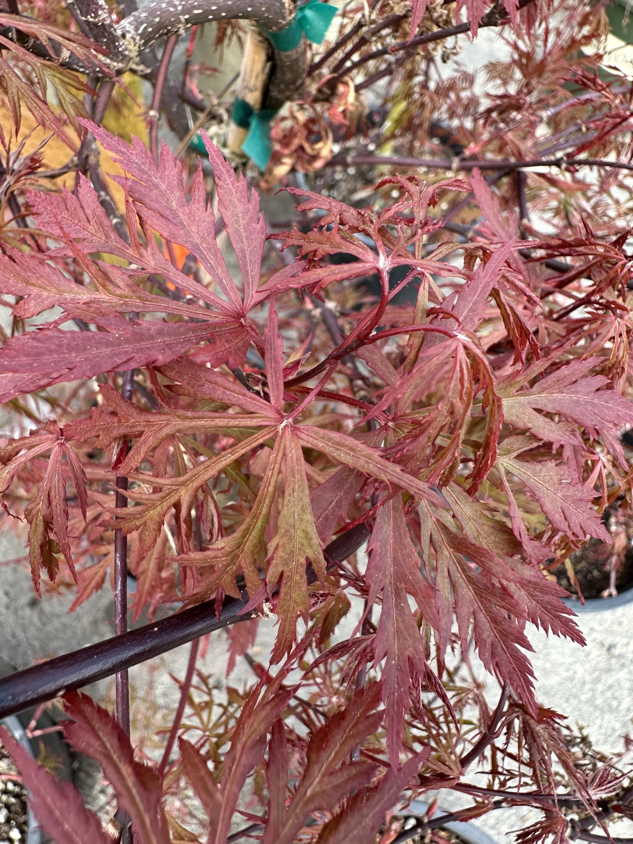 Lace-Leaf Japanese Maples — Sunnyside Nursery