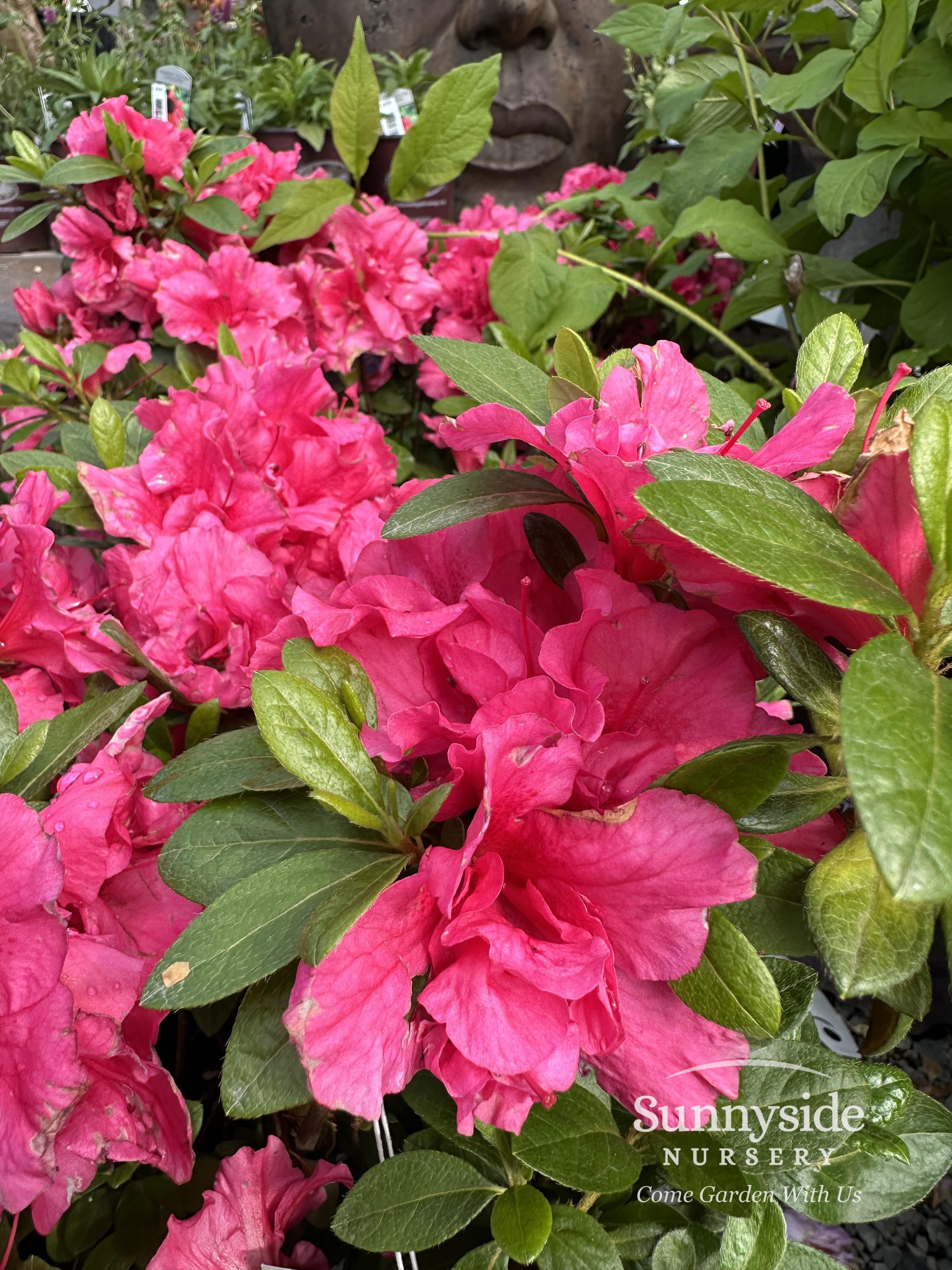 Pink Evergreen Azaleas — Sunnyside Nursery