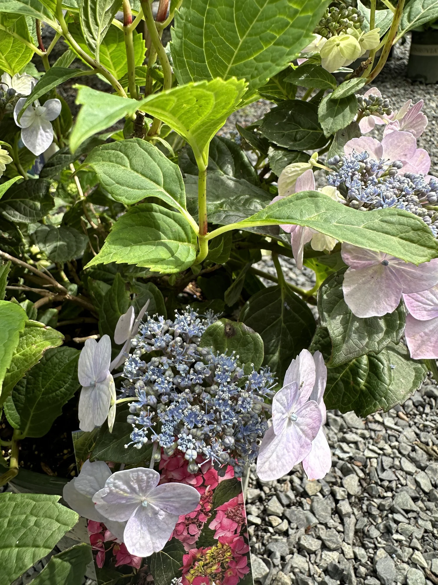 Seaside Serenade Hydrangeas — Sunnyside Nursery