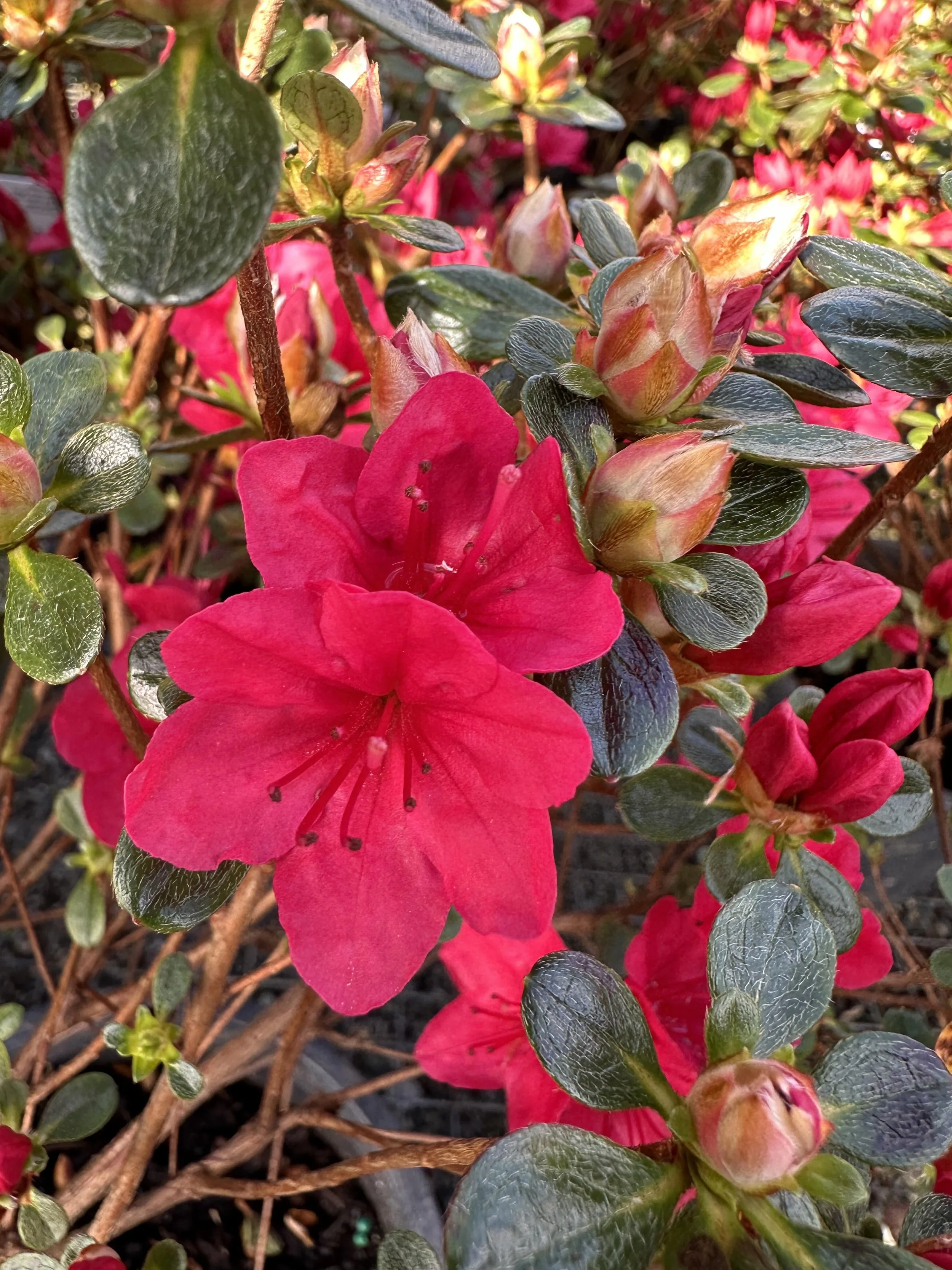 Red Evergreen Azaleas — Sunnyside Nursery