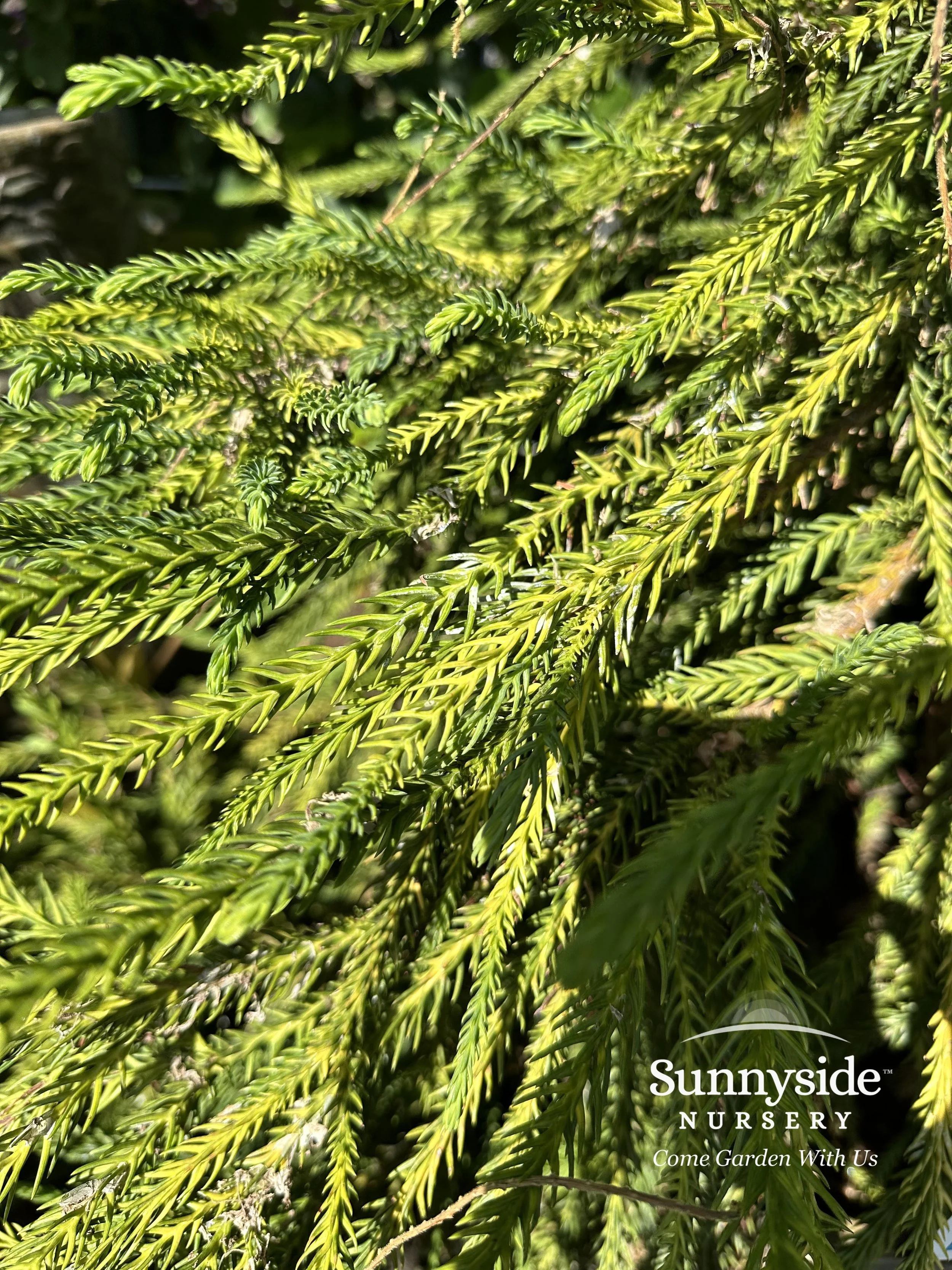 Cryptomeria — Sunnyside Nursery