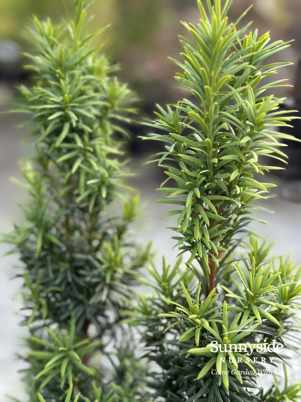 Taxus — Sunnyside Nursery