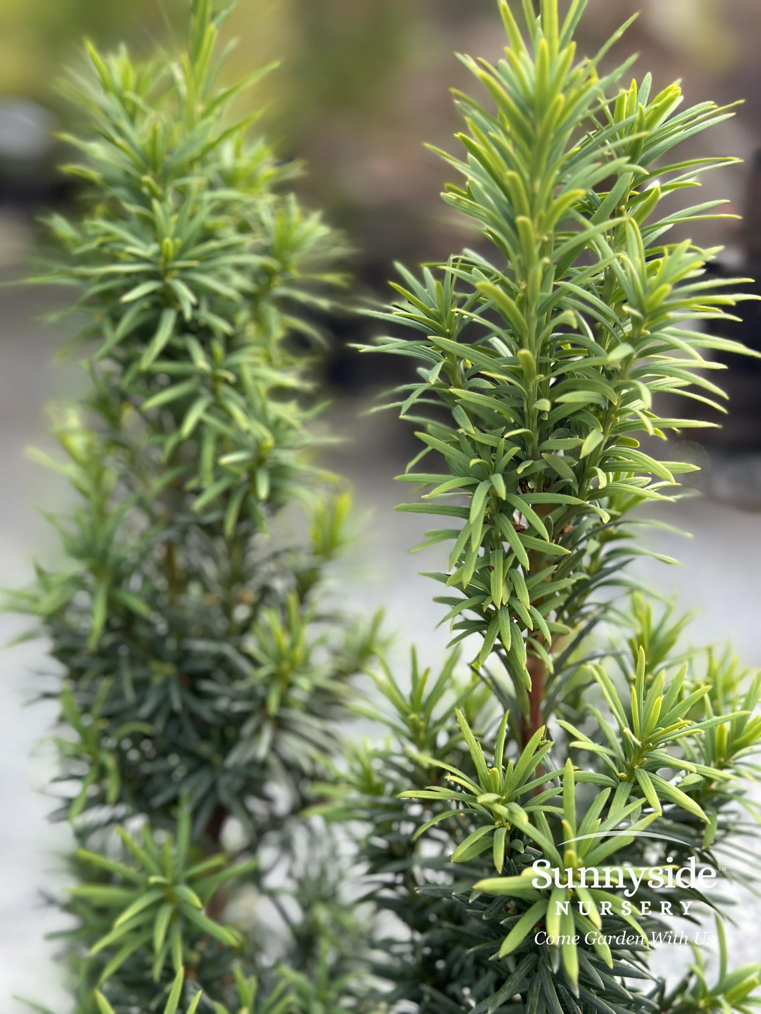 Taxus — Sunnyside Nursery