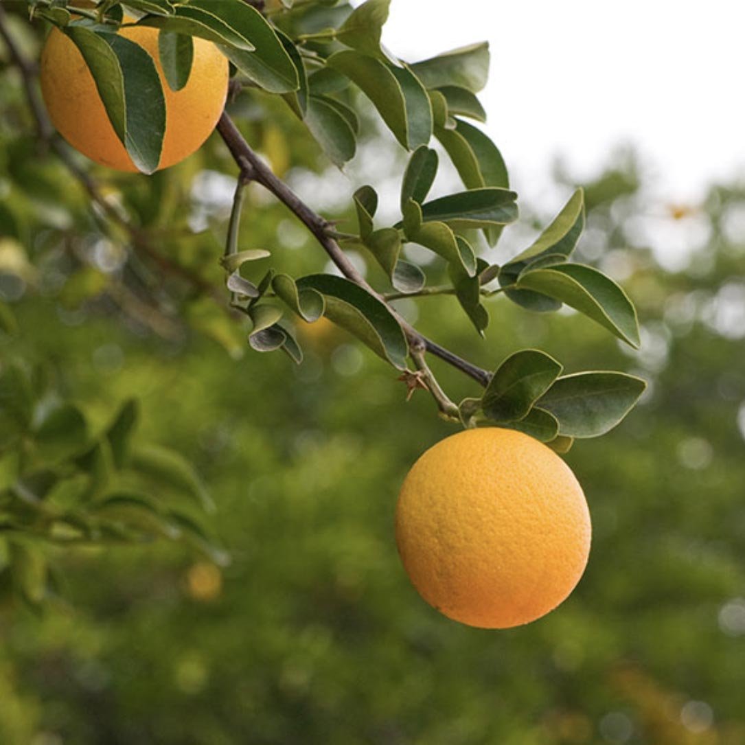 Growing Citrus Can Be Fun — Sunnyside Nursery
