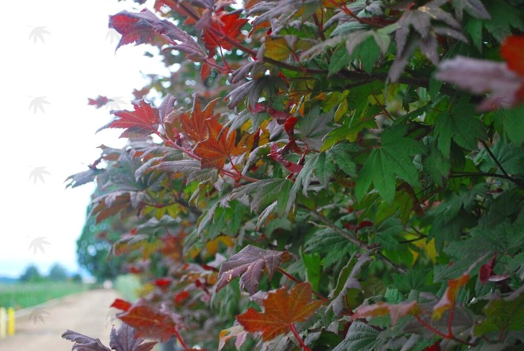 Specialty Japanese Maples — Sunnyside Nursery