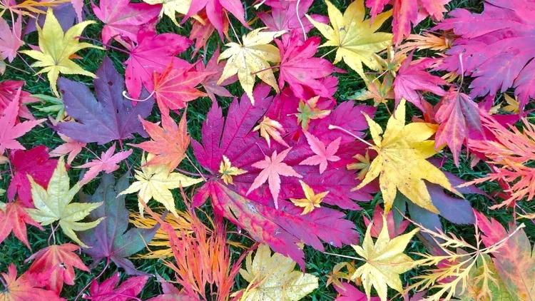 The Japanese Maple - A Tree For All Seasons — Sunnyside Nursery