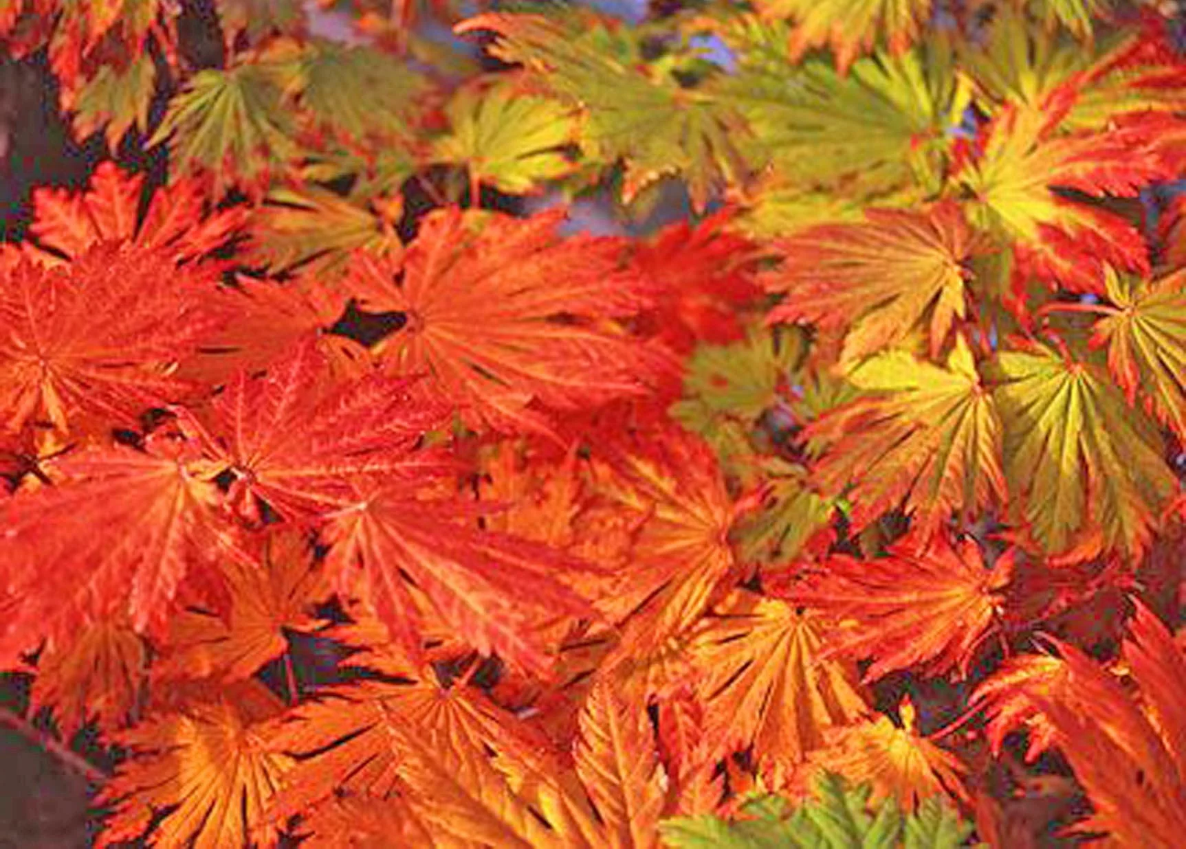 Specialty Japanese Maples — Sunnyside Nursery