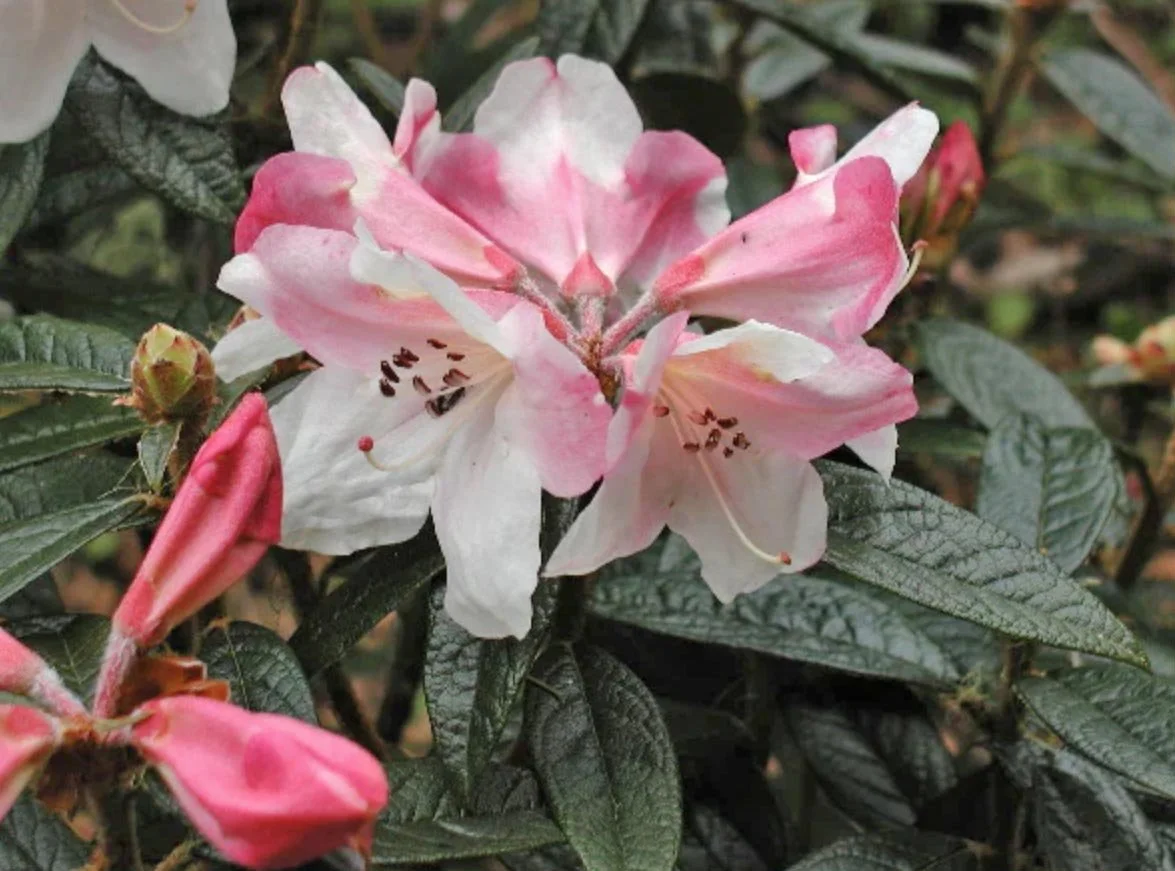 White Rhododendrons — Sunnyside Nursery