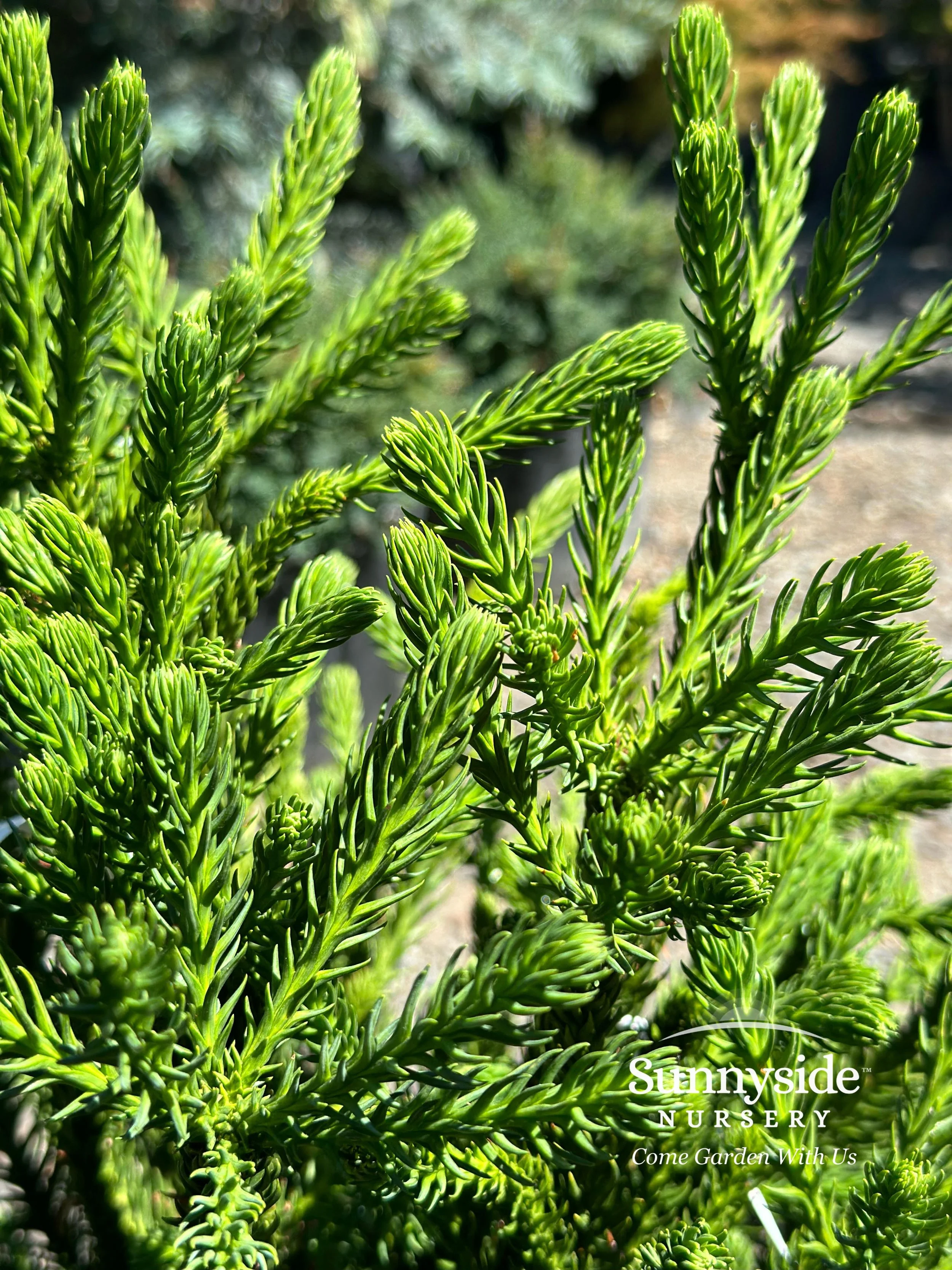 Cryptomeria — Sunnyside Nursery