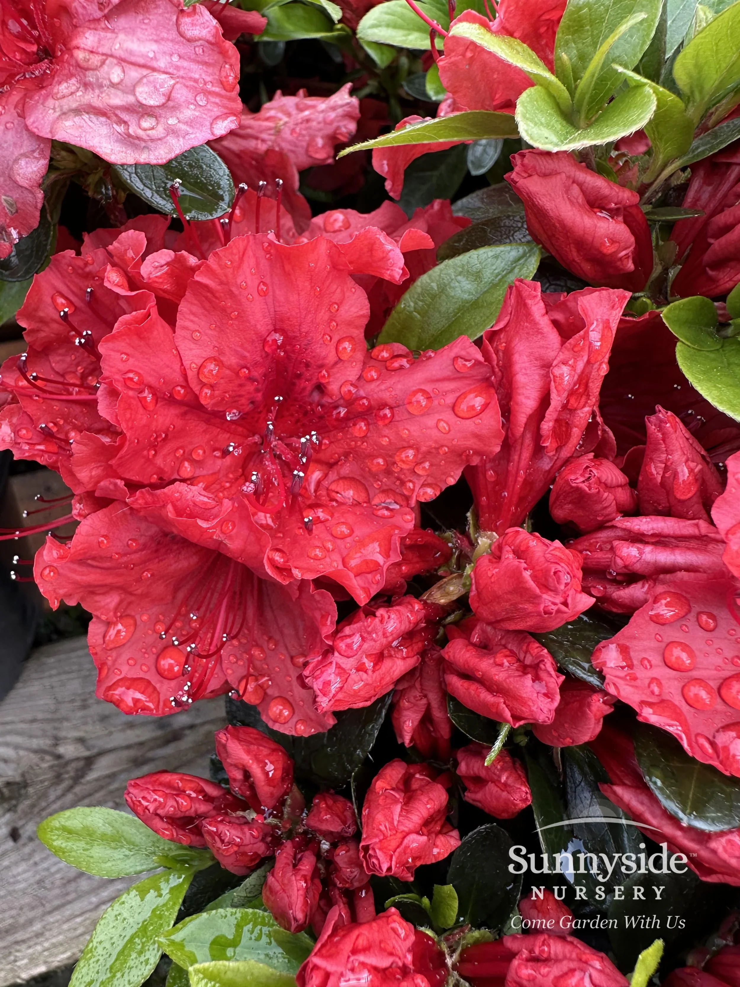 Red Evergreen Azaleas — Sunnyside Nursery