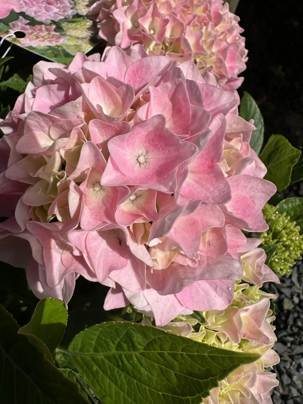 Seaside Serenade Hydrangeas — Sunnyside Nursery