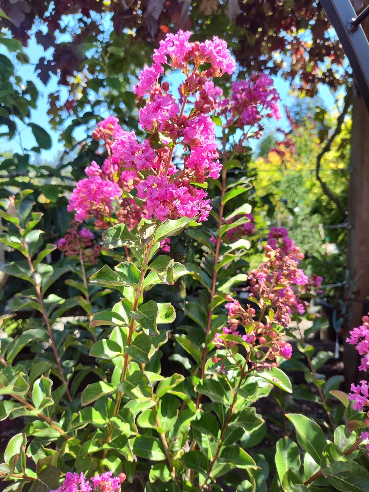Crape Myrtles In Washington — Sunnyside Nursery