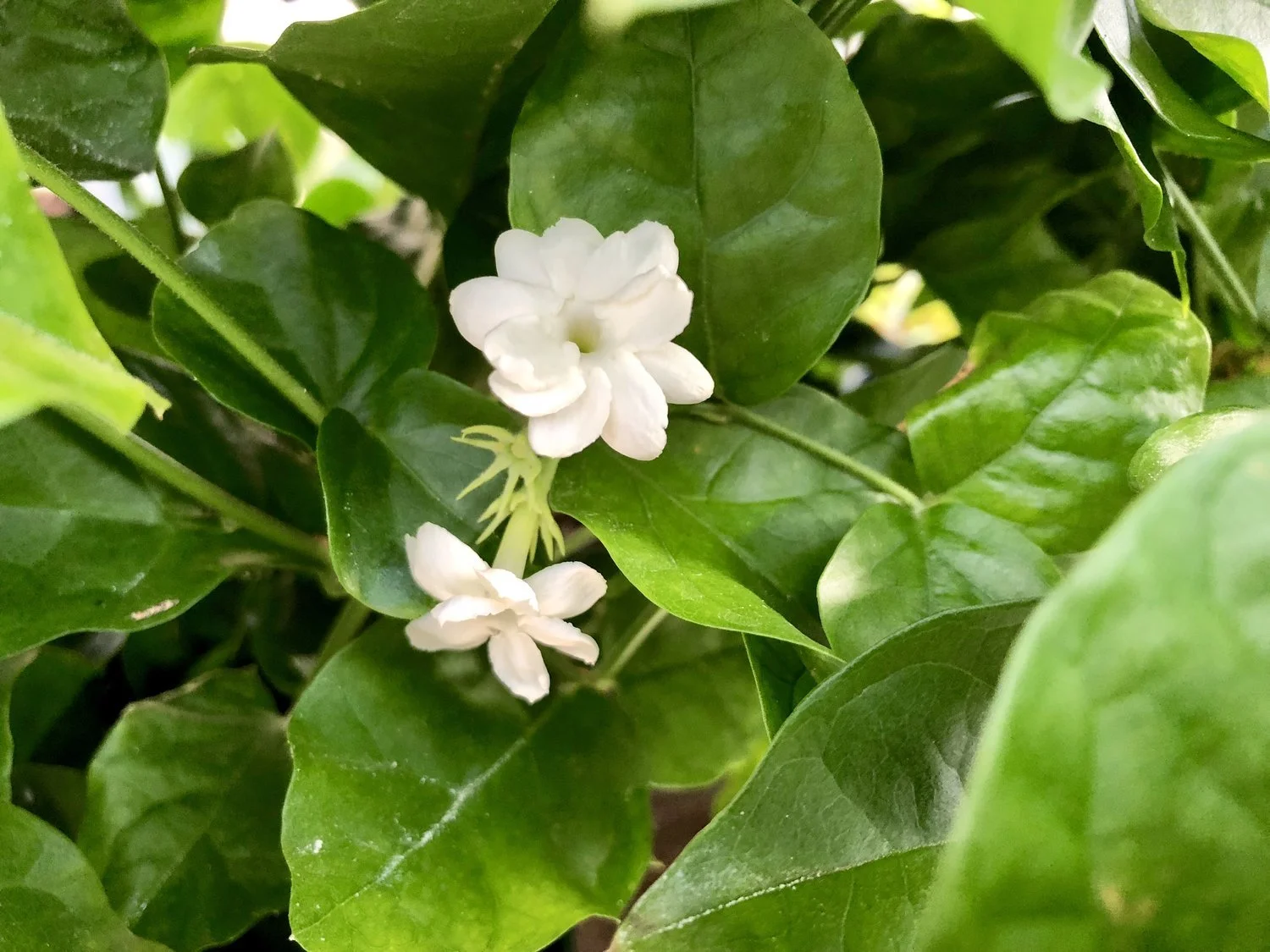 Medium Light Houseplants — Sunnyside Nursery
