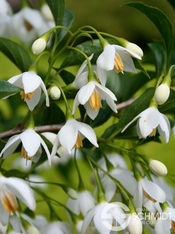 Japanese Snowbell Trees — Sunnyside Nursery