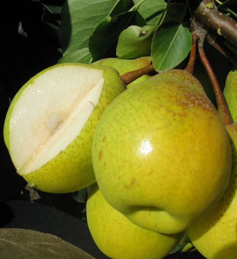 Pear Trees — Sunnyside Nursery