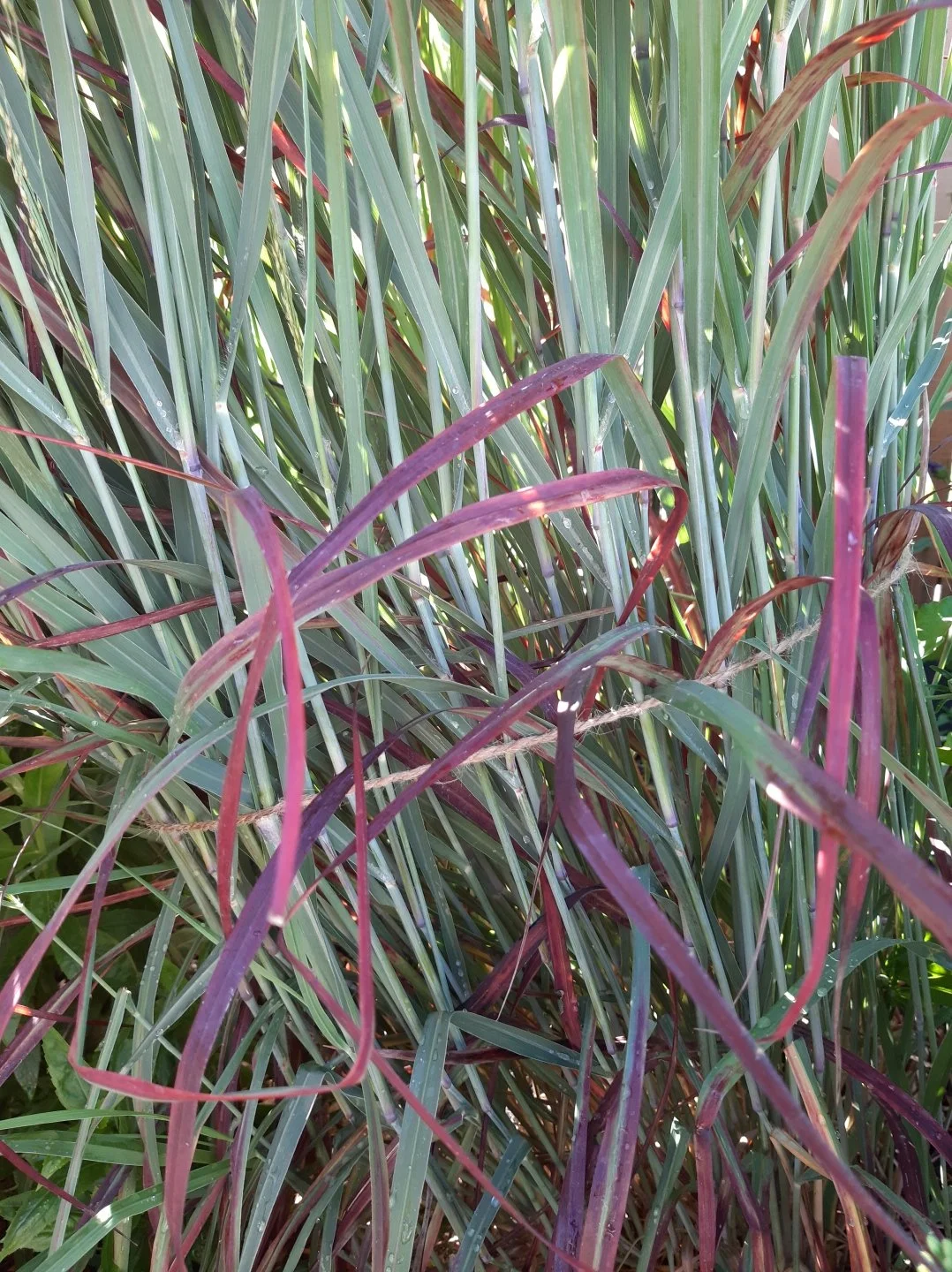 Snippin' And Clippin' — Sunnyside Nursery