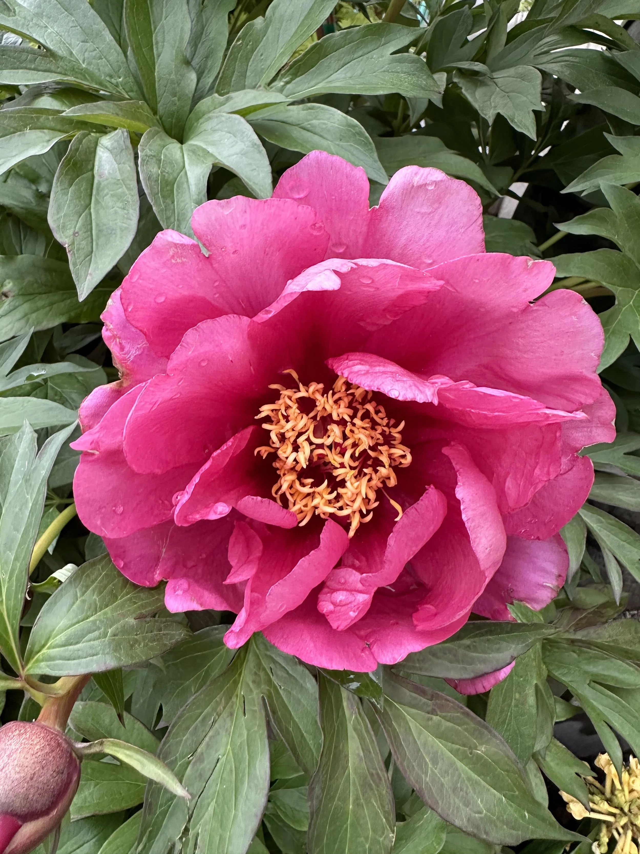 Explore the World of Itoh Peonies — Sunnyside Nursery