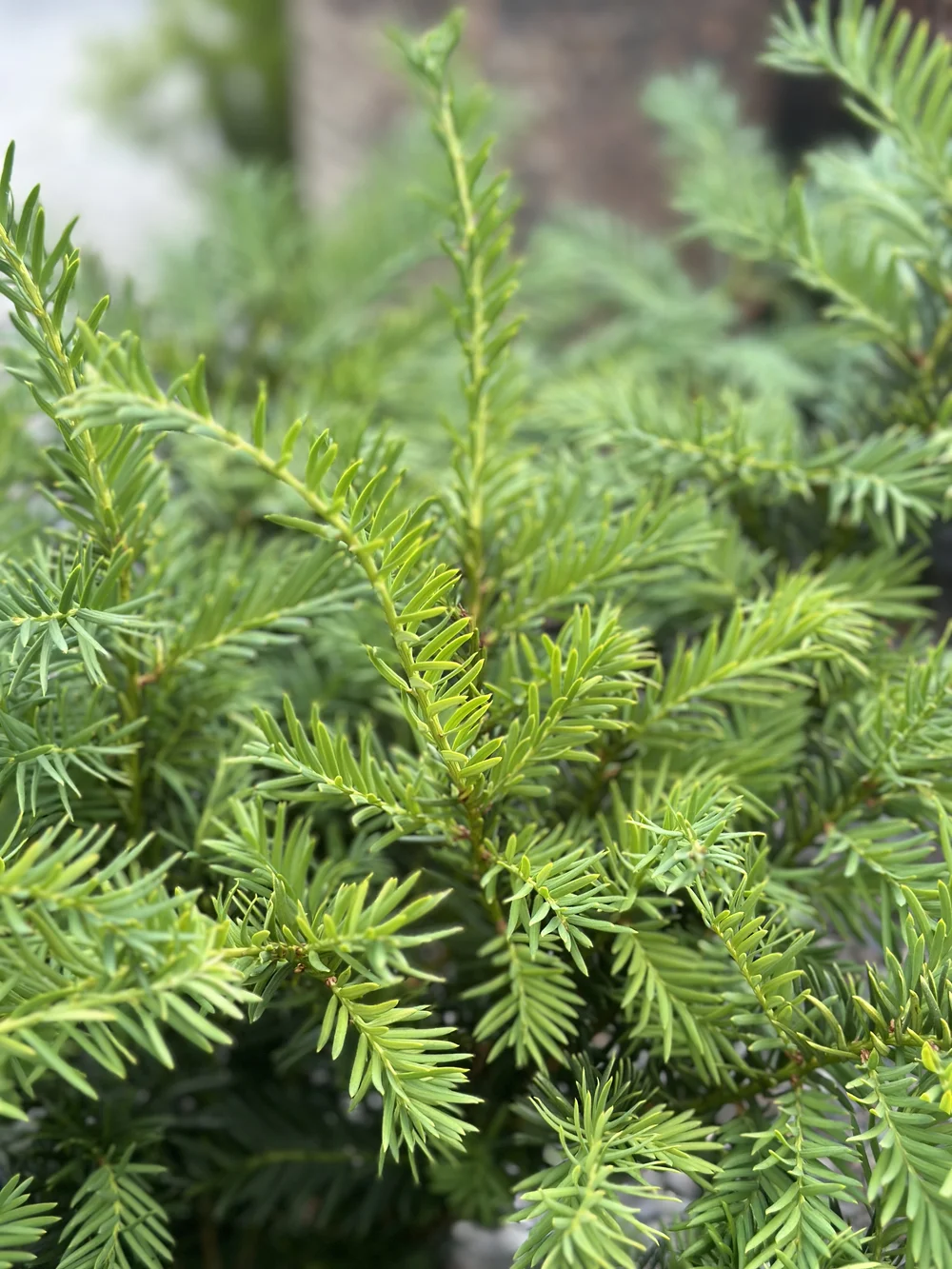 Taxus — Sunnyside Nursery