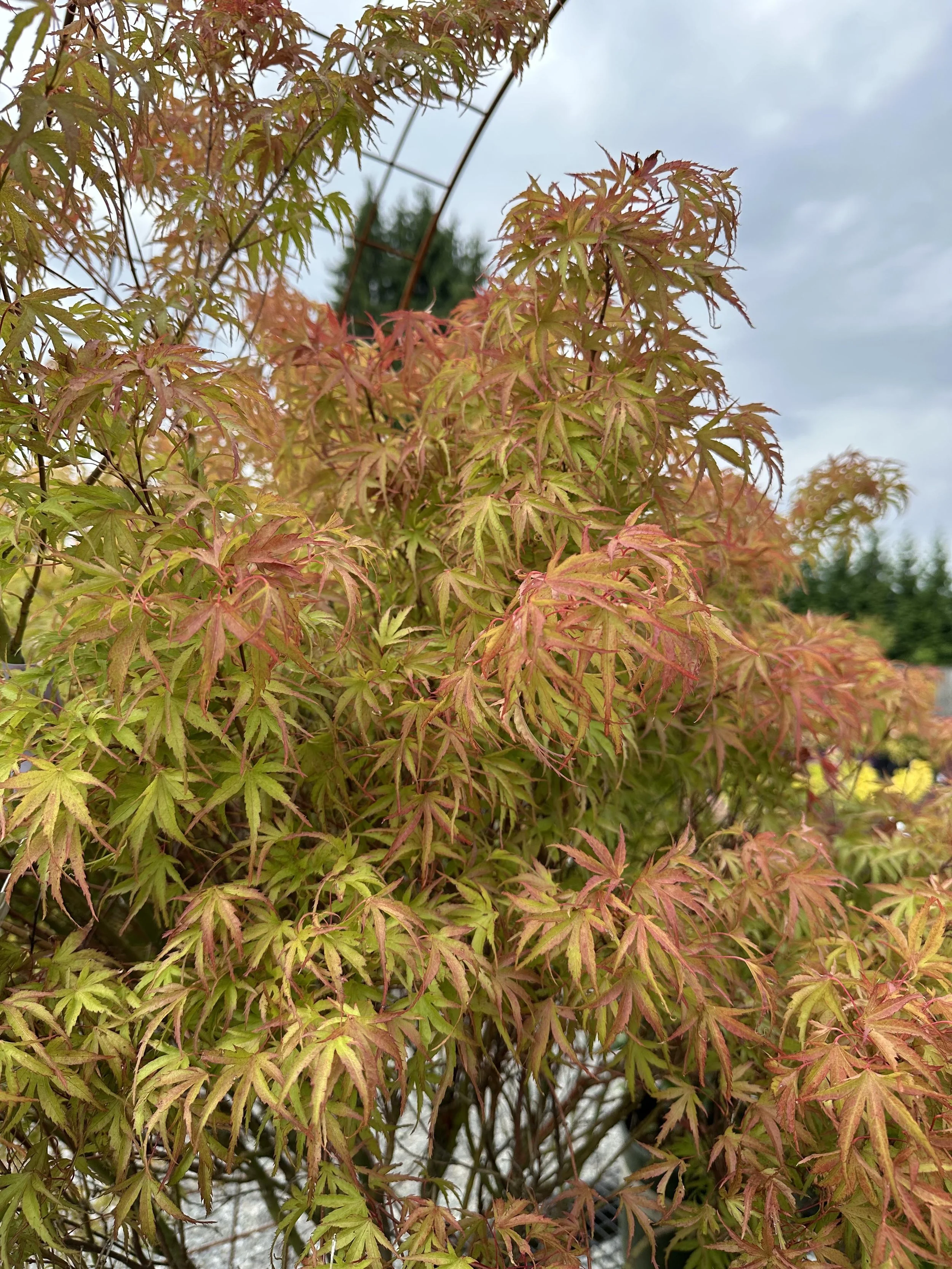 The Japanese Maple - A Tree For All Seasons — Sunnyside Nursery