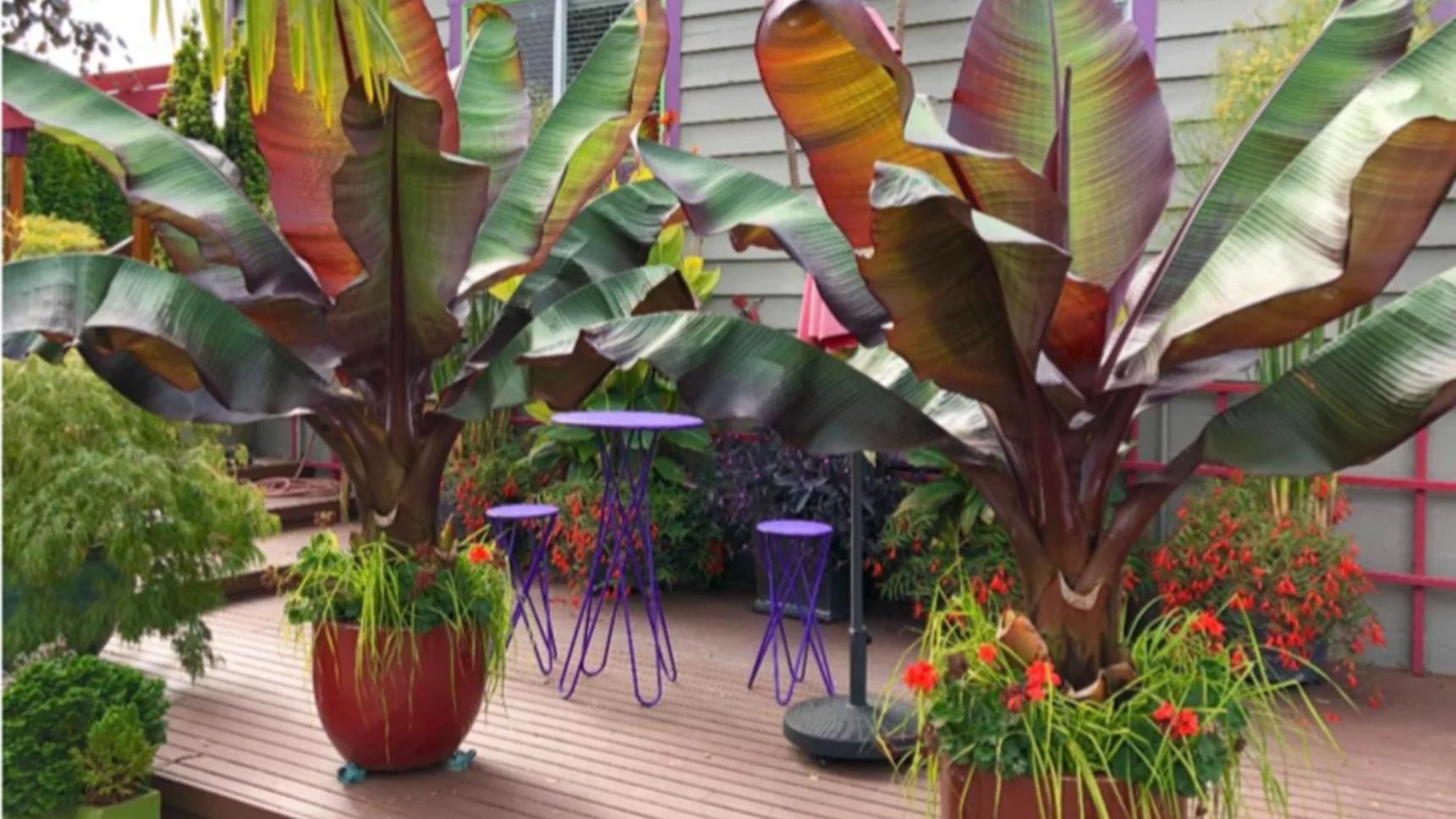 Spring Into Container Gardens — Sunnyside Nursery