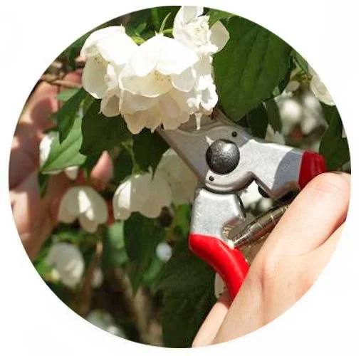 Free Classes — Sunnyside Nursery