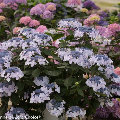 Let's Dance Hydrangeas — Sunnyside Nursery