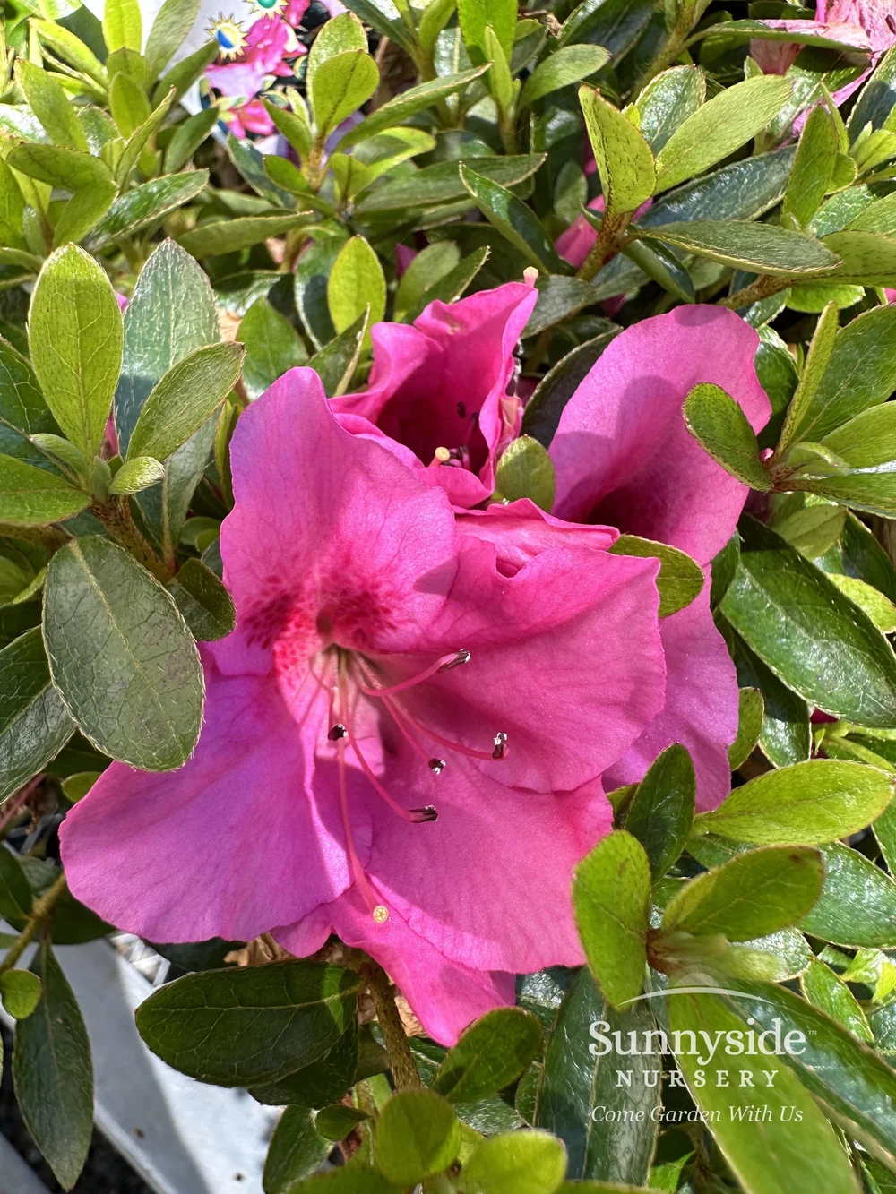 Pink Evergreen Azaleas — Sunnyside Nursery