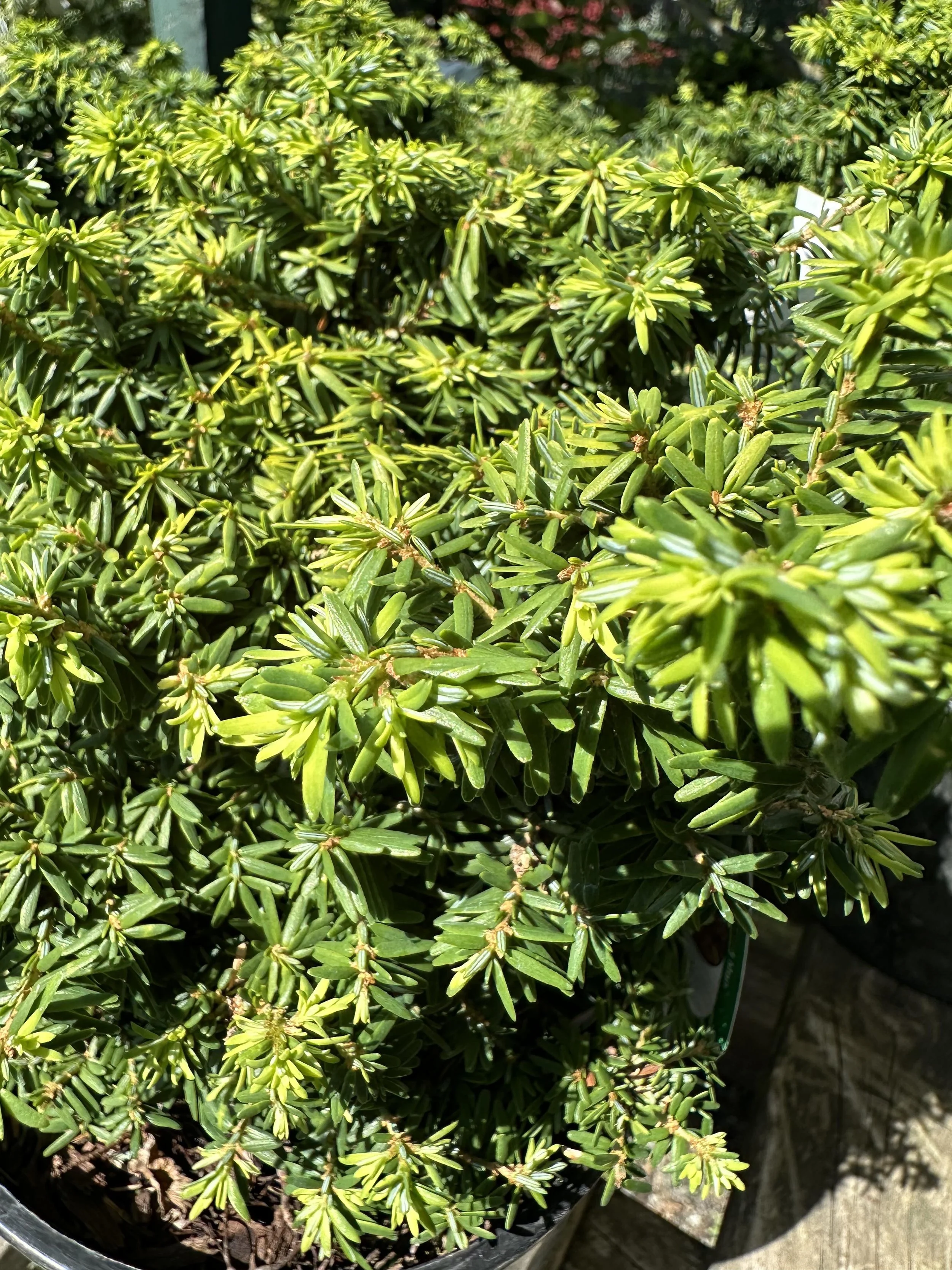 Tsuga — Sunnyside Nursery