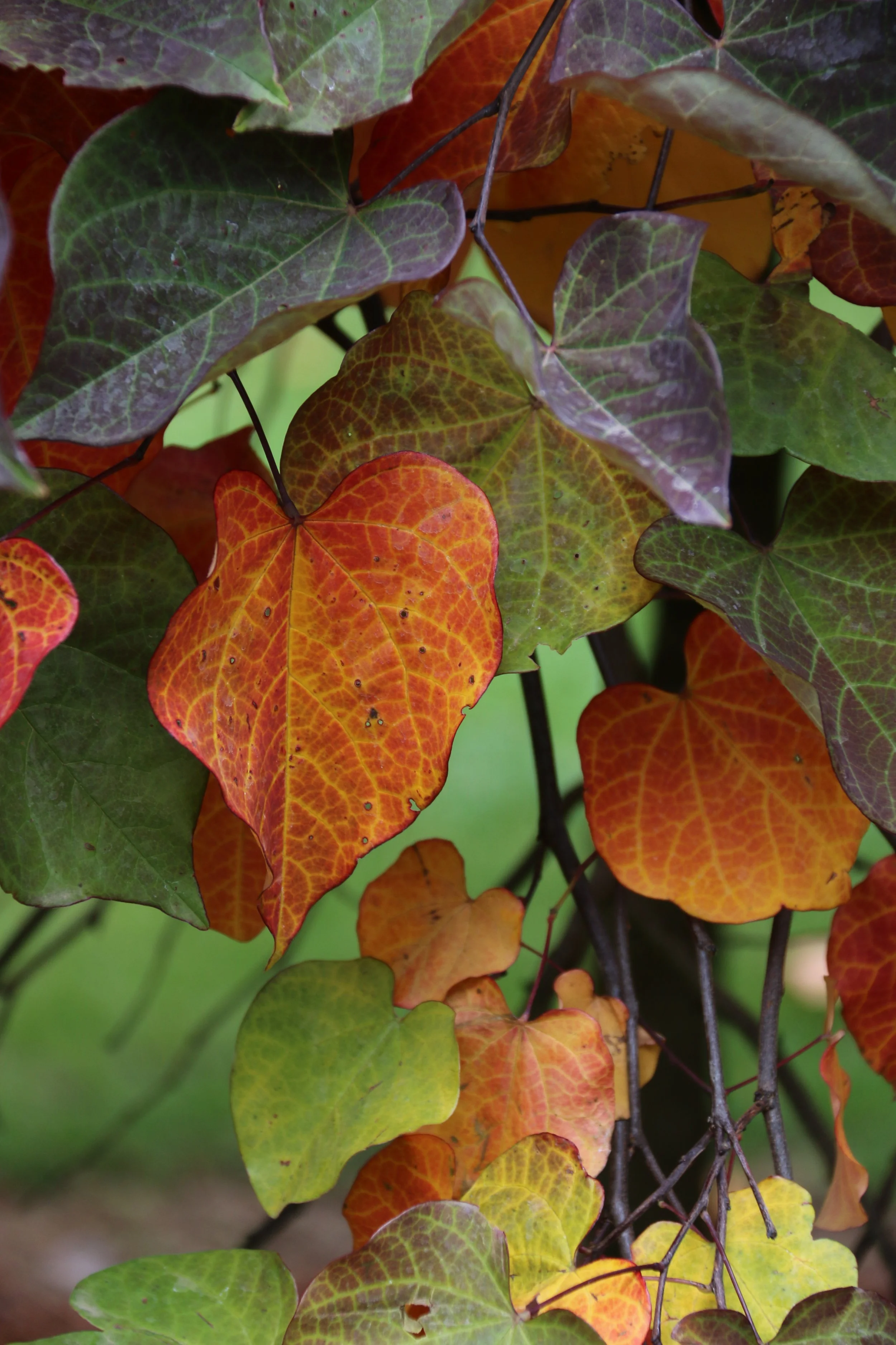 Redbud Trees — Sunnyside Nursery
