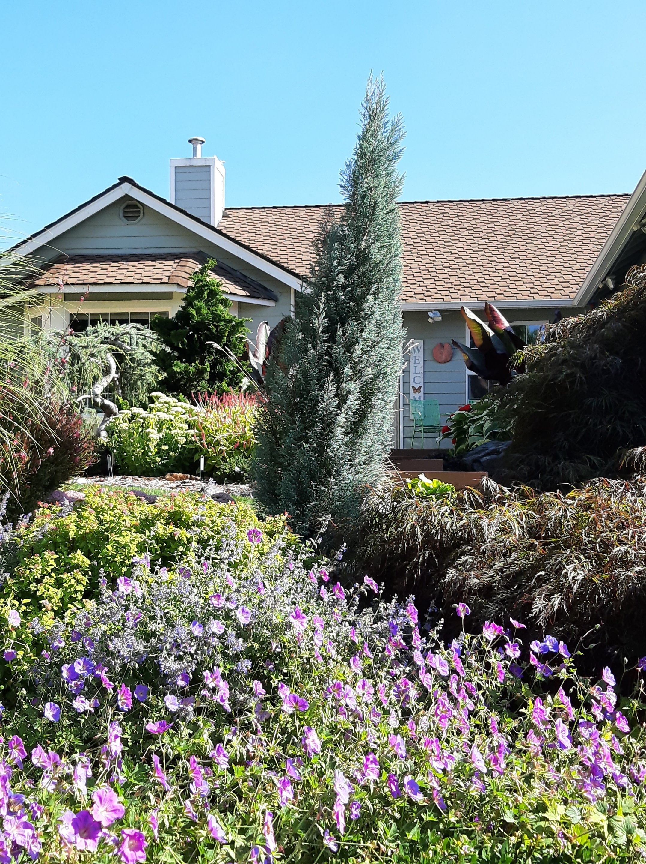 The Curious Case Of The Crooked Conifer — Sunnyside Nursery