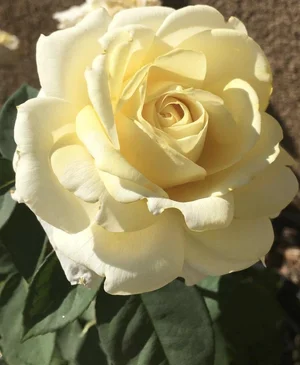 Hybrid Tea Roses — Sunnyside Nursery