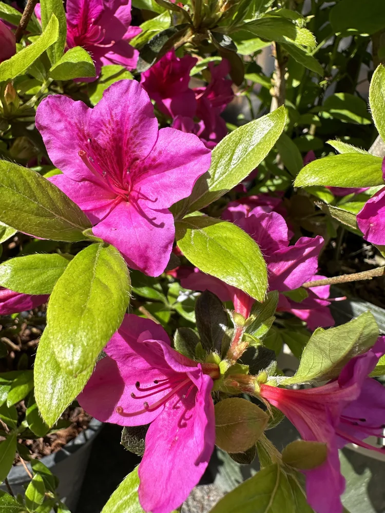 Purple Evergreen Azaleas — Sunnyside Nursery